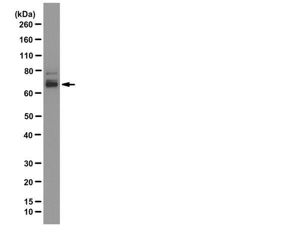 Anti-FXR1 Antibody, clone 6BG10 | 05-1529